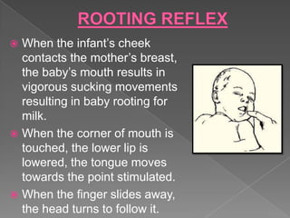 Rooting Reflex