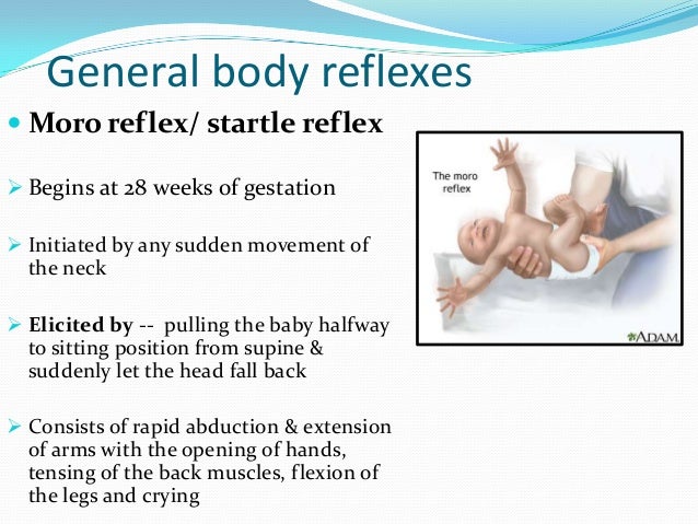 Reflexes Present In Infants Reflexes Present In Infants
