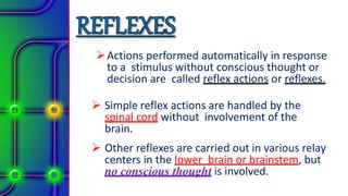 Reflexes theories | PPTX