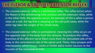 Reflexes theories | PPTX