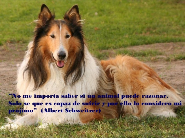 Reflexiones sobre los perros - Foro Full Aventura