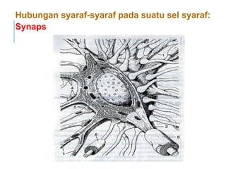 Reflex & Neuromuscular Junction, saraf.ppt