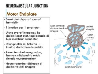 Reflex & Neuromuscular Junction, saraf.ppt