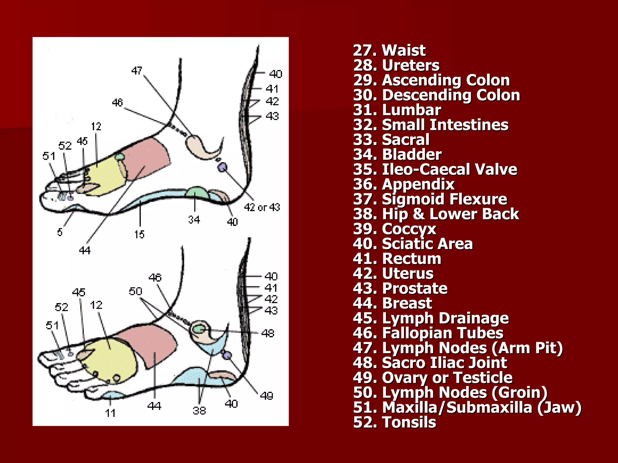 Reflexology | PPT | Holistic Health | Alternative Medicine
