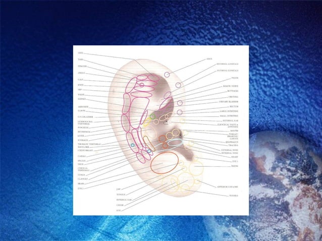Reflexology lecture tool (1) | PPT