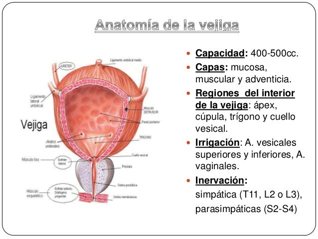 Reflujo vesico ureteral