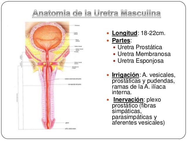Reflujo Vesico Ureteral