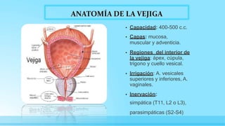 Reflujo Vesicoureteral.pptx | Free Download