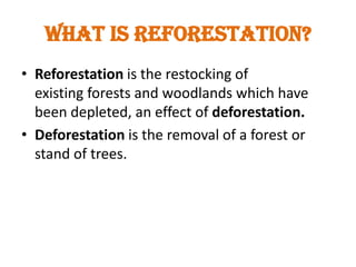 Reforestation Definition
