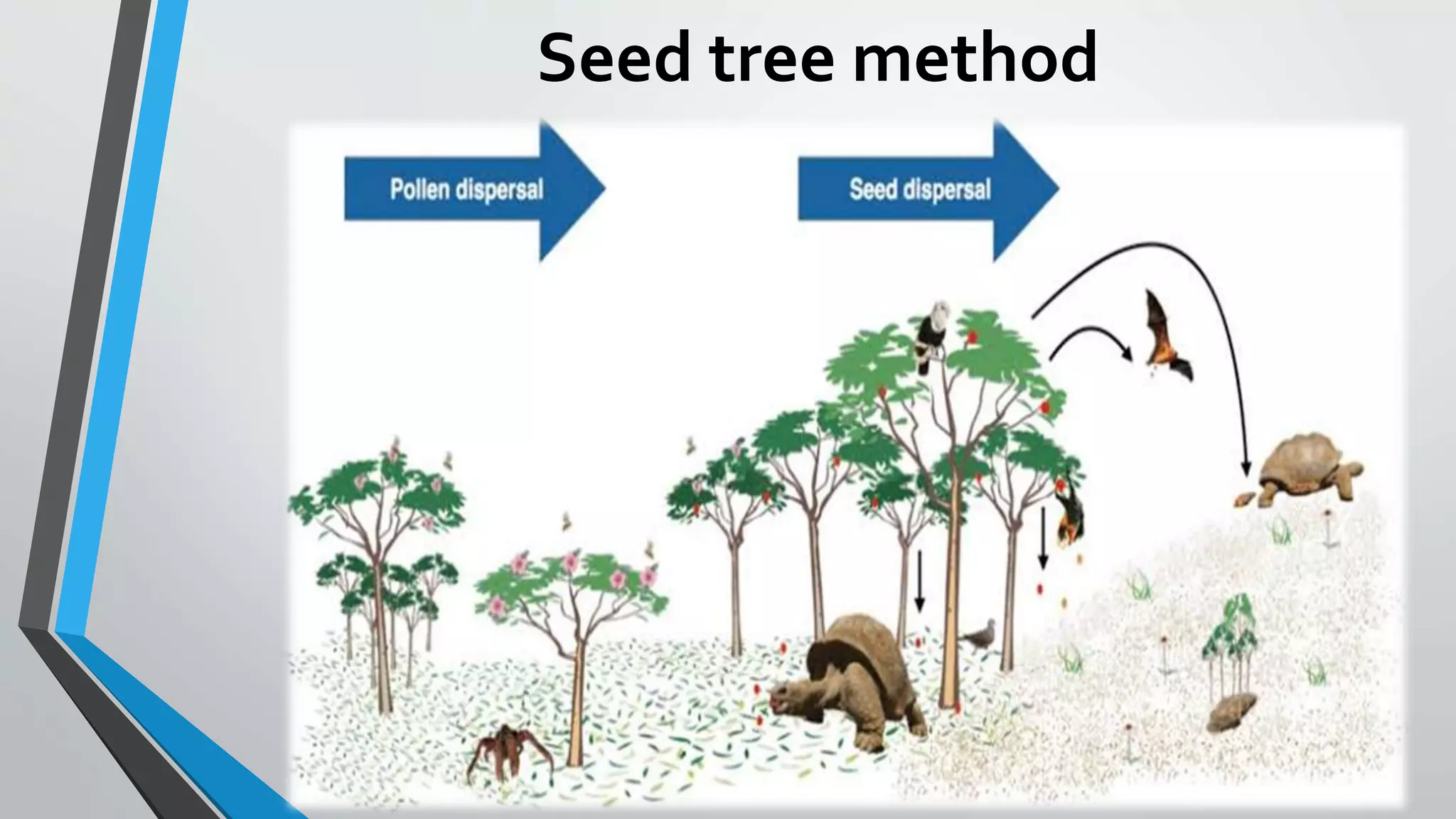 Reforestation | PPTX