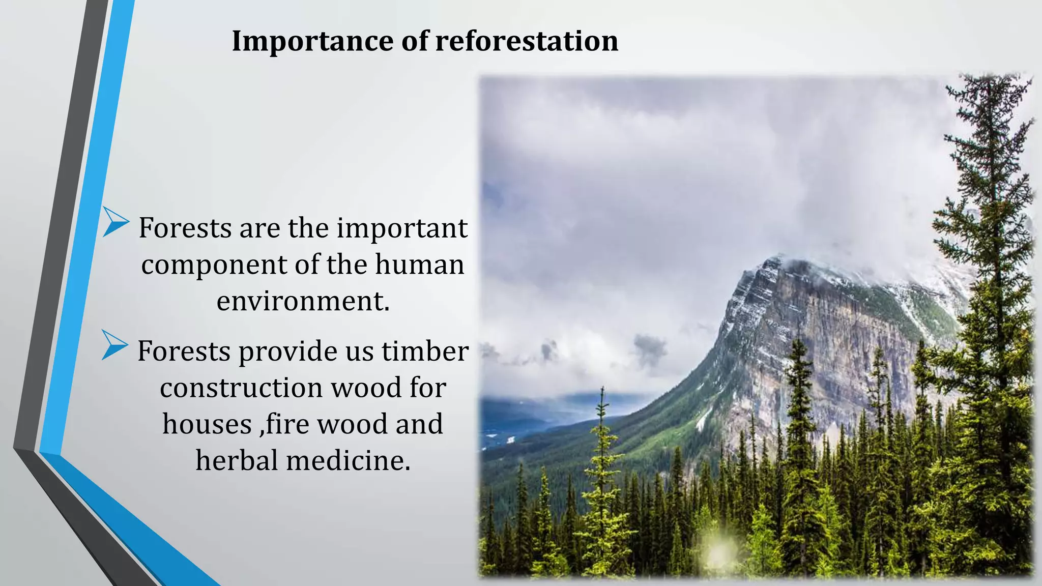 Reforestation | PPTX