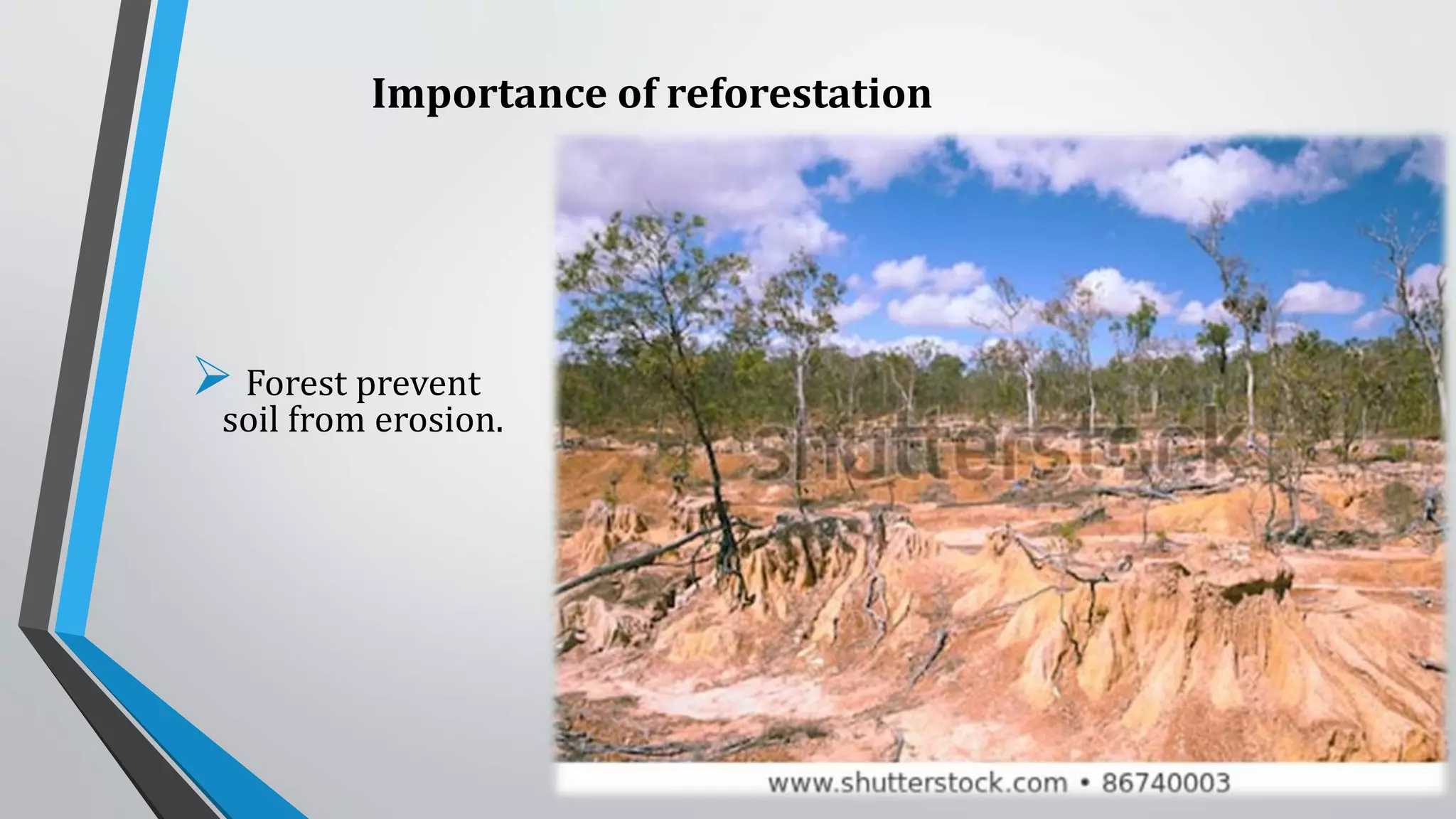 Reforestation | PPTX