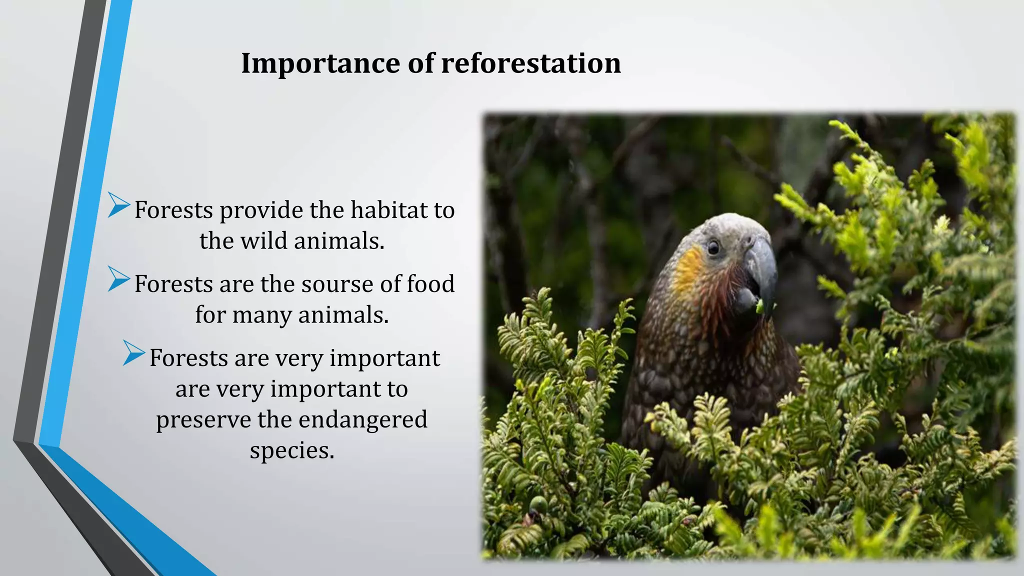 Reforestation | PPTX