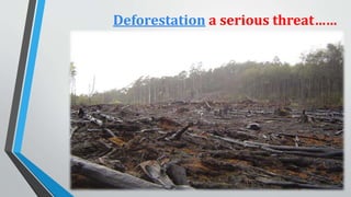 Reforestation | PPTX