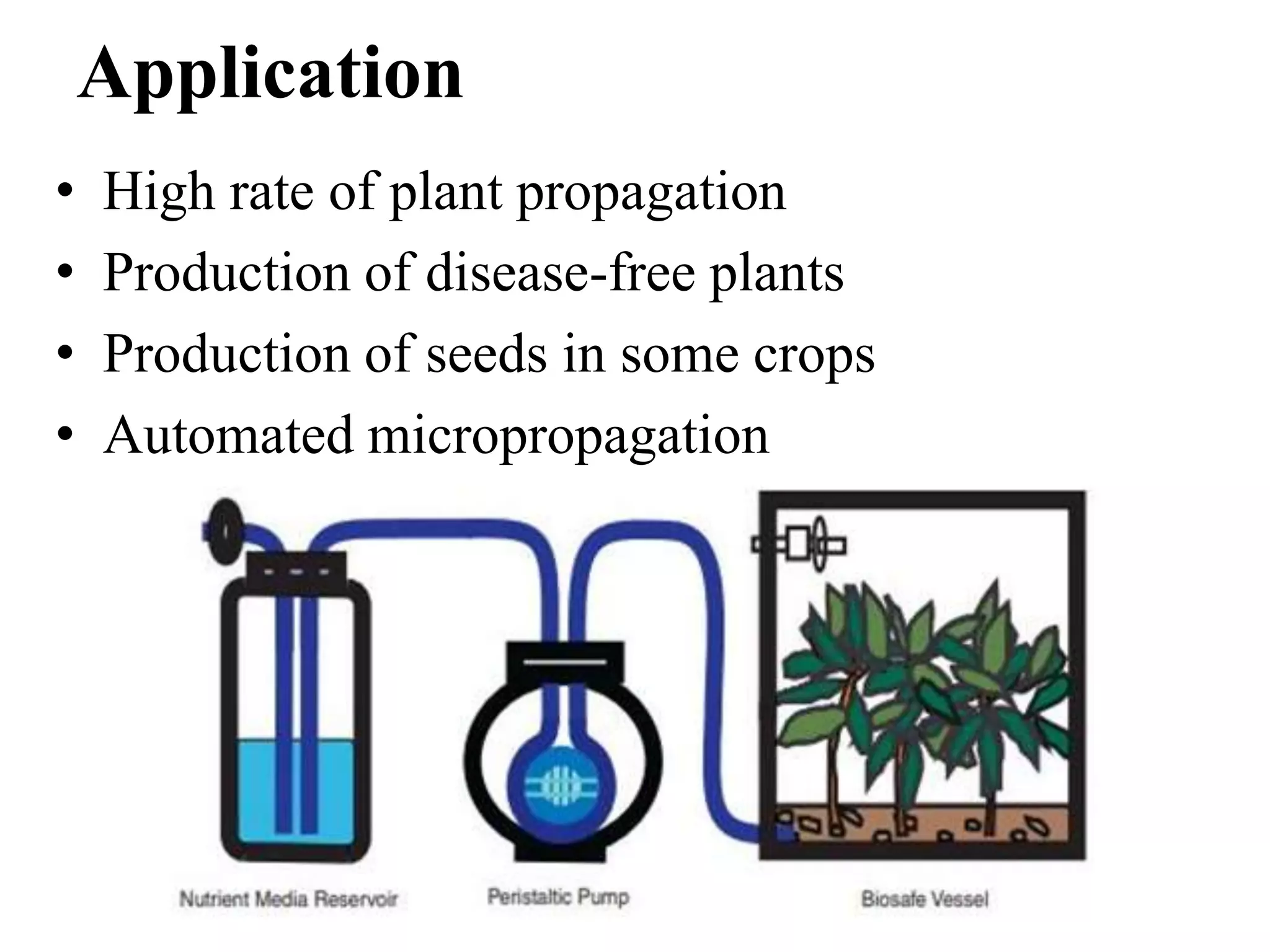 Reforestation through micropropagation | PPTX