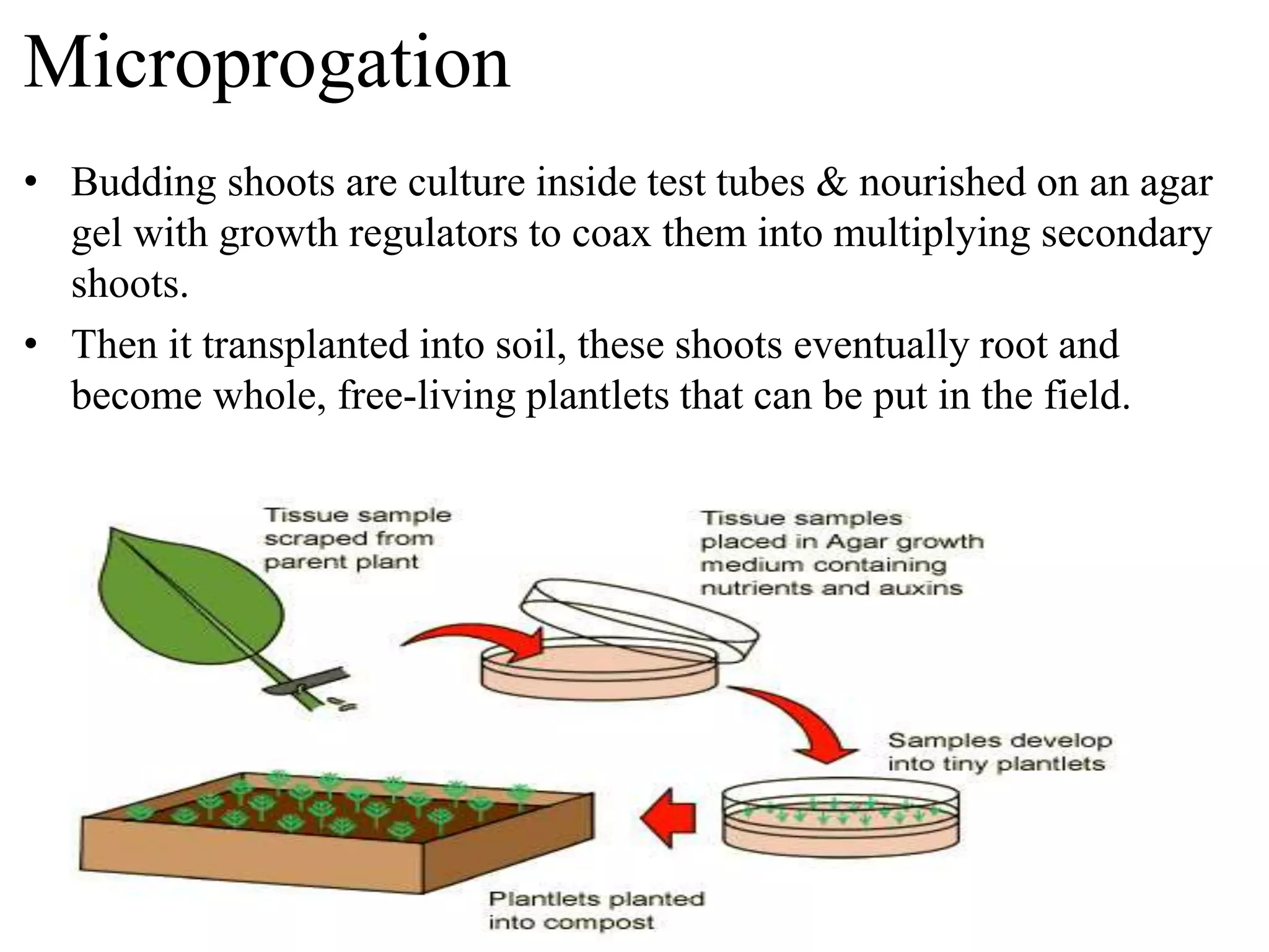 Reforestation through micropropagation | PPTX