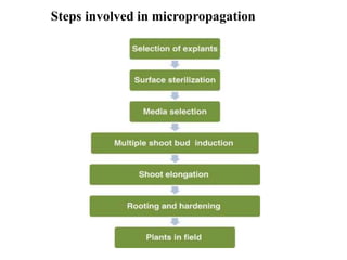 Reforestation through micropropagation | PPTX