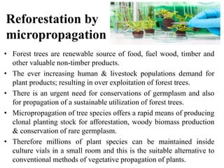 Reforestation through micropropagation | PPTX