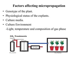 Reforestation through micropropagation | PPTX