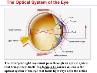 Refractory Media Of Eye S4 March 10 | PPT