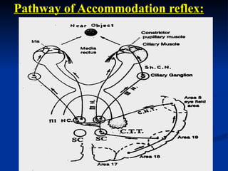 Refractory Media Of Eye S4 March 10 | PPT