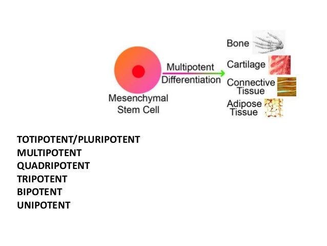 stem cells