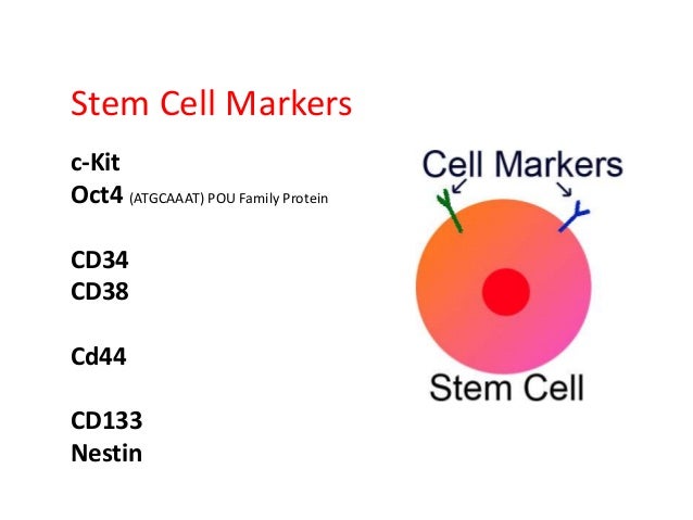 stem cells