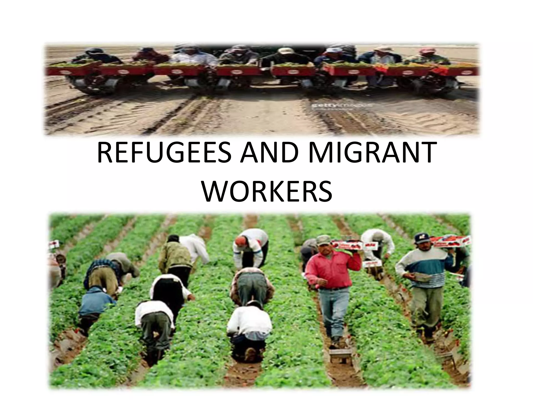 Refugees and migrant workers | PPT