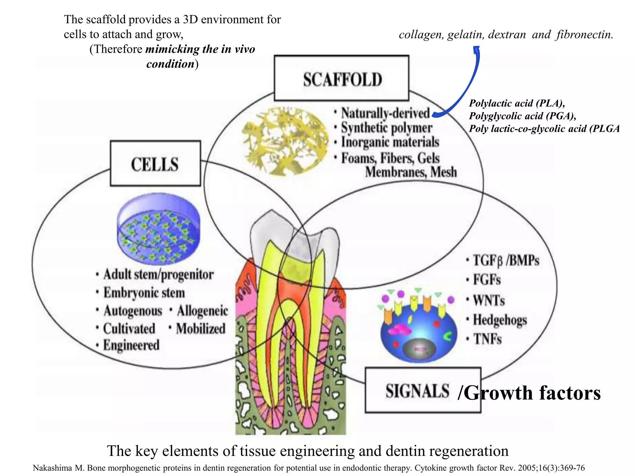 Regenerative endodontics & Revascularization | PPTX