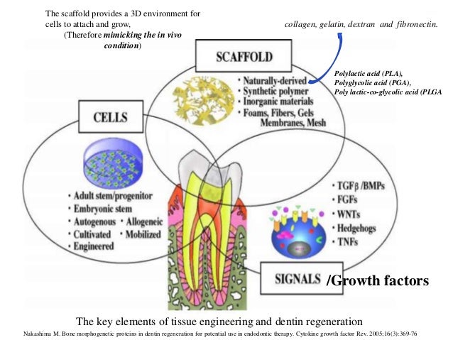Regenerative endodontics & Revascularization