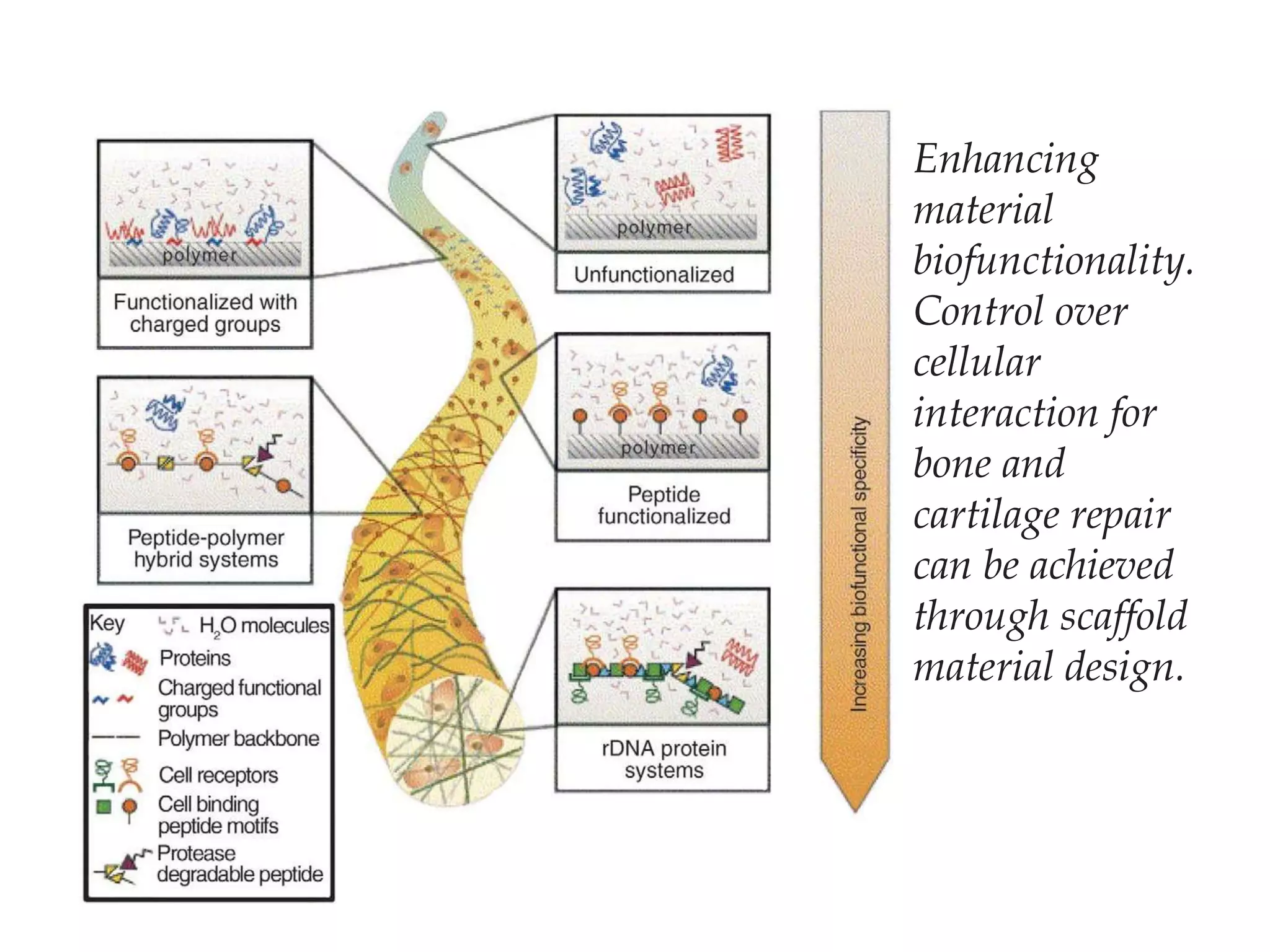 Biomaterials in Bone Regeneration | PPTX