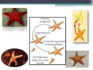 Regeneración celular | PPTX