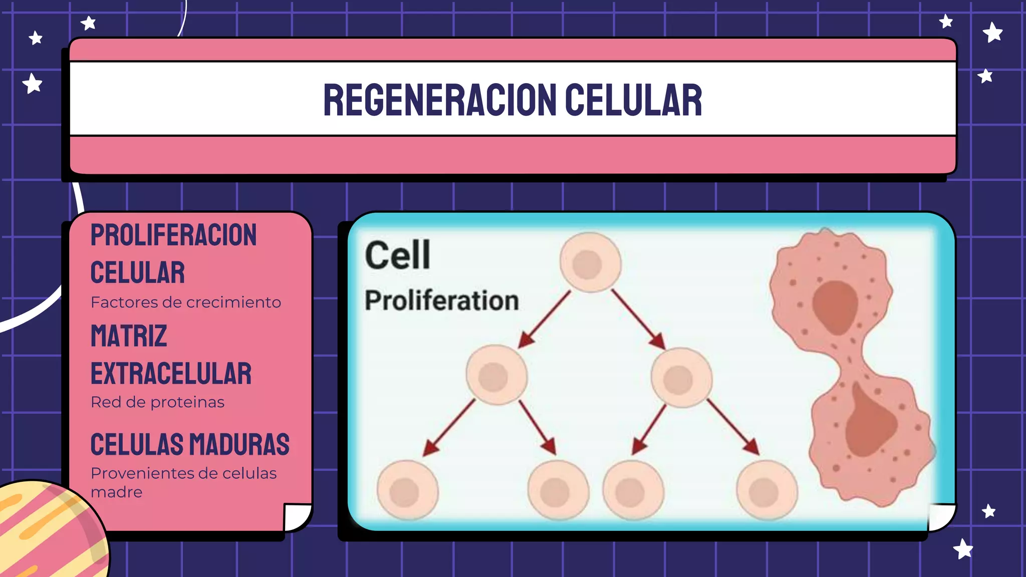 Regeneracion de celulas y tejidos | PPT