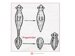 REGENERASI-PADA-HEWAN-pptx.pdf