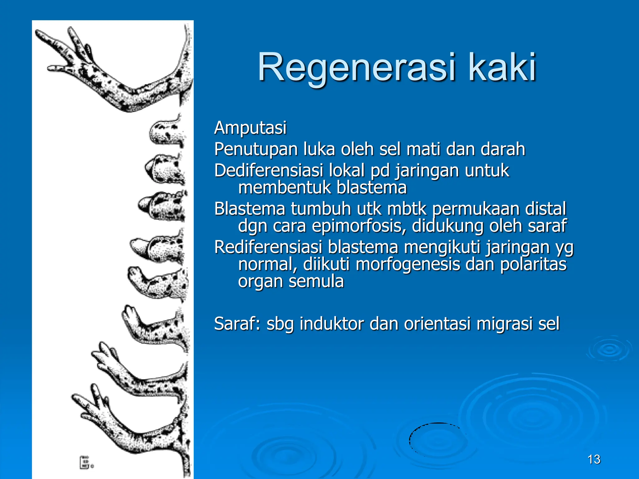 PROSES REGENERASI YANG TERJADI PADA HEWAN.pdf