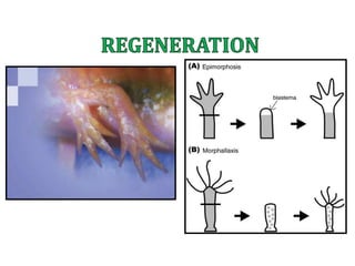 Regeneration | PPTX