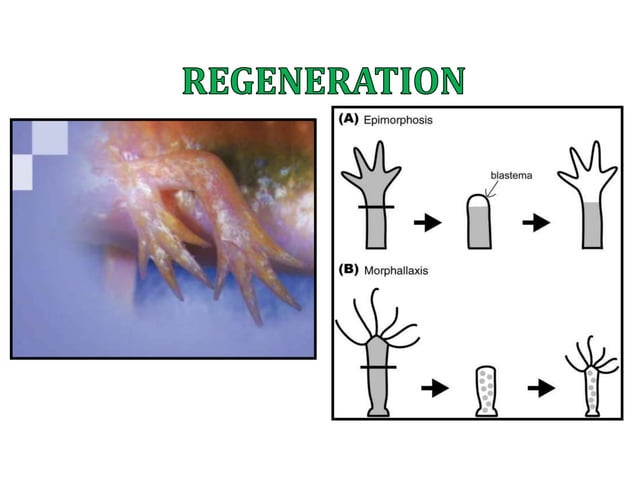 Regeneration | PPTX | Biological Sciences | Science