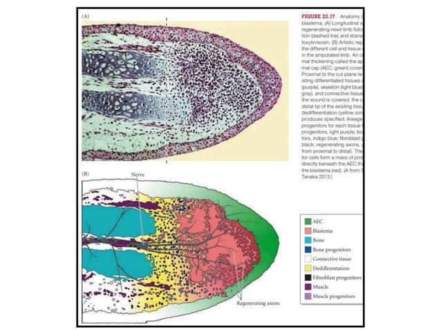Regeneration | PPTX | Biological Sciences | Science