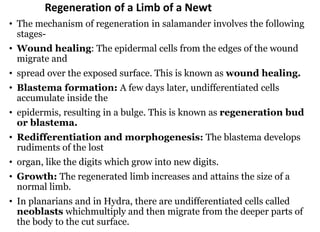 Regeneration | PPT