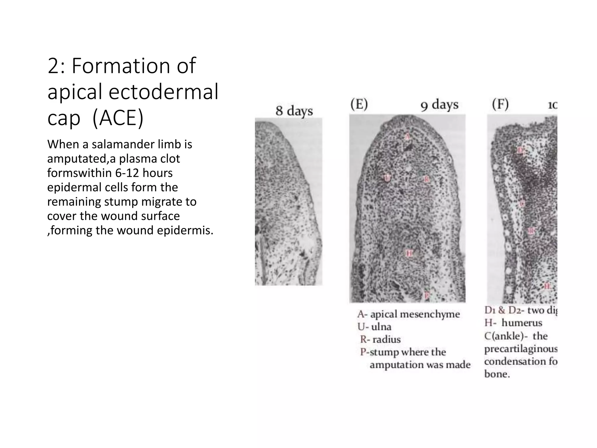 Regeneration Types How Regeneration Occurs Regeneration In Salamanders