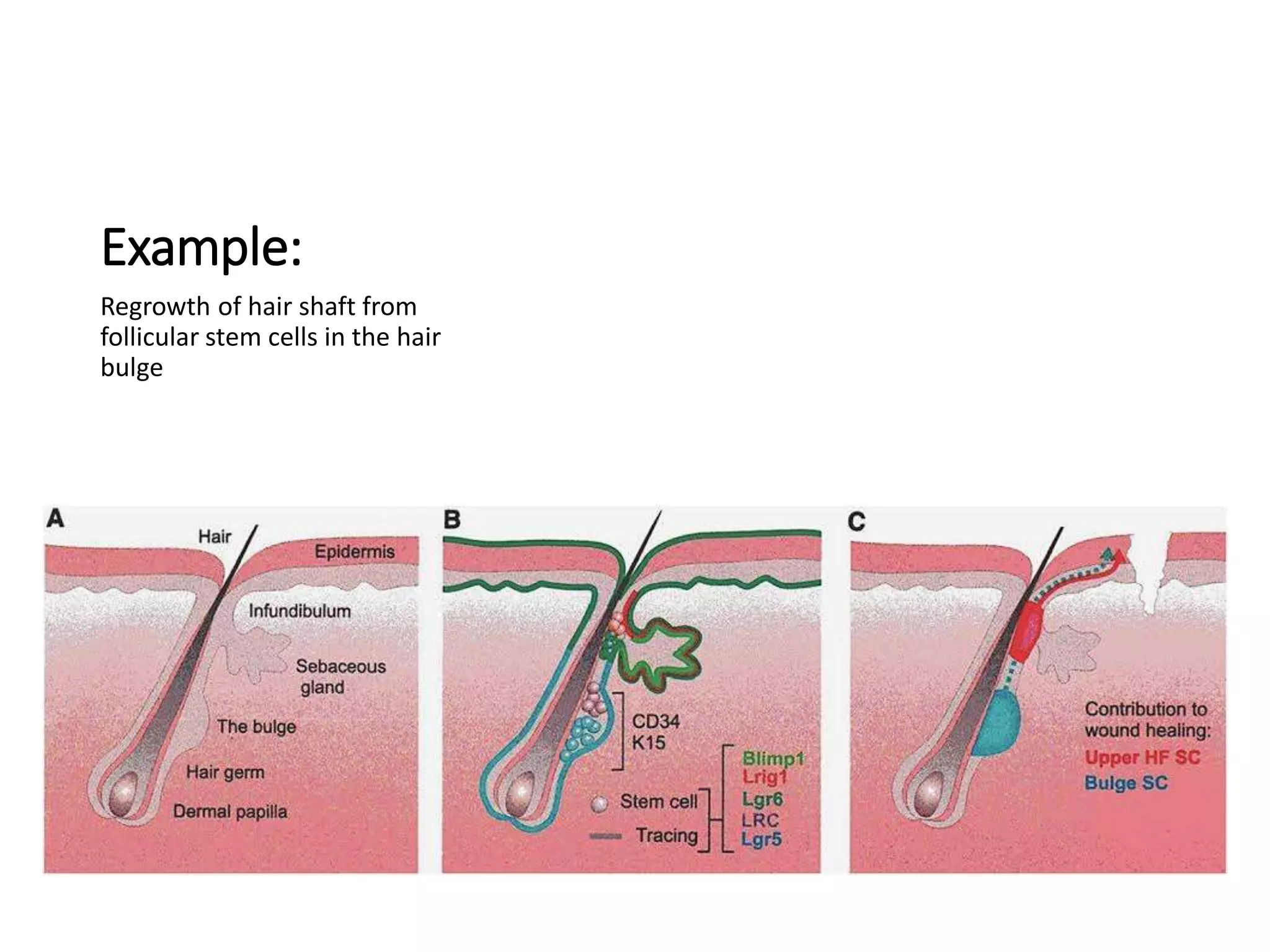 Regeneration types.how regeneration occurs, regeneration in salamanders ...