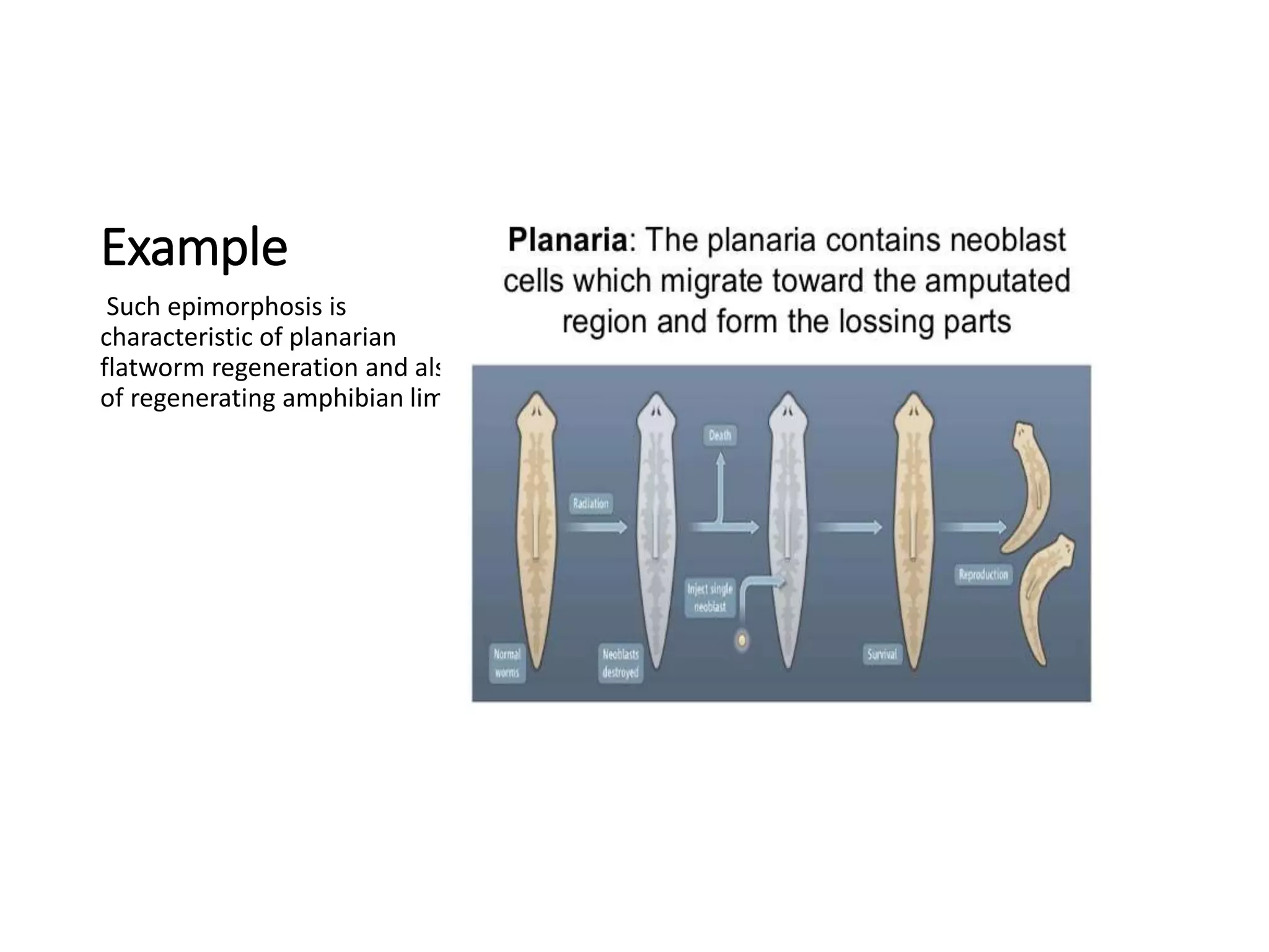 Regeneration types.how regeneration occurs, regeneration in salamanders ...