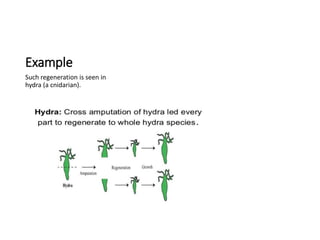 Regeneration types.how regeneration occurs, regeneration in salamanders ...