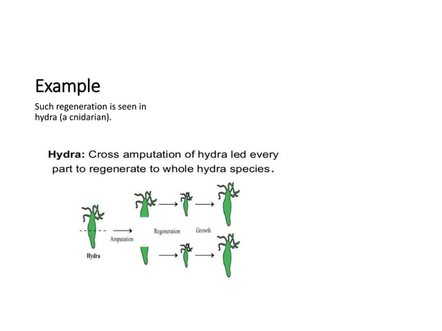 Regeneration types.how regeneration occurs, regeneration in salamanders ...