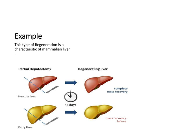 Regeneration Types How Regeneration Occurs Regeneration In Salamanders