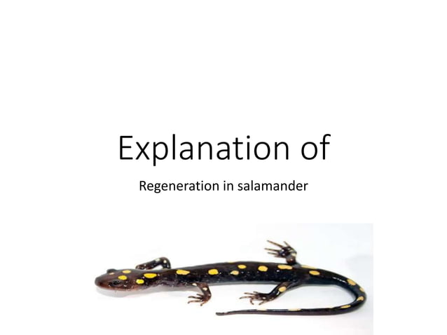 Regeneration types.how regeneration occurs, regeneration in salamanders ...