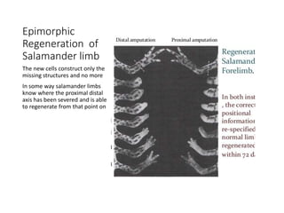 Regeneration types.how regeneration occurs, regeneration in salamanders ...
