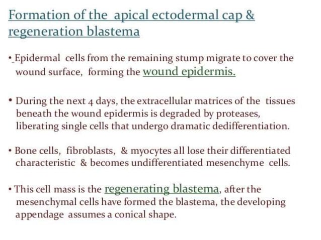 Regeneration types.how regeneration occurs, regeneration in salamanders ...