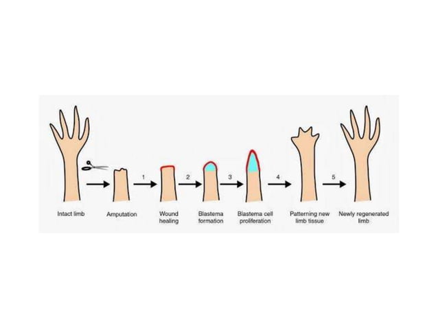 Regeneration types.how regeneration occurs, regeneration in salamanders ...