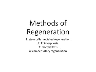 Regeneration types.how regeneration occurs, regeneration in salamanders ...